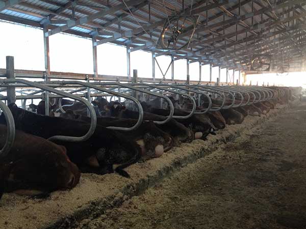 Barn Comfort & Care | Northland Farm Systems | Owatonna, MN | Farm and ...